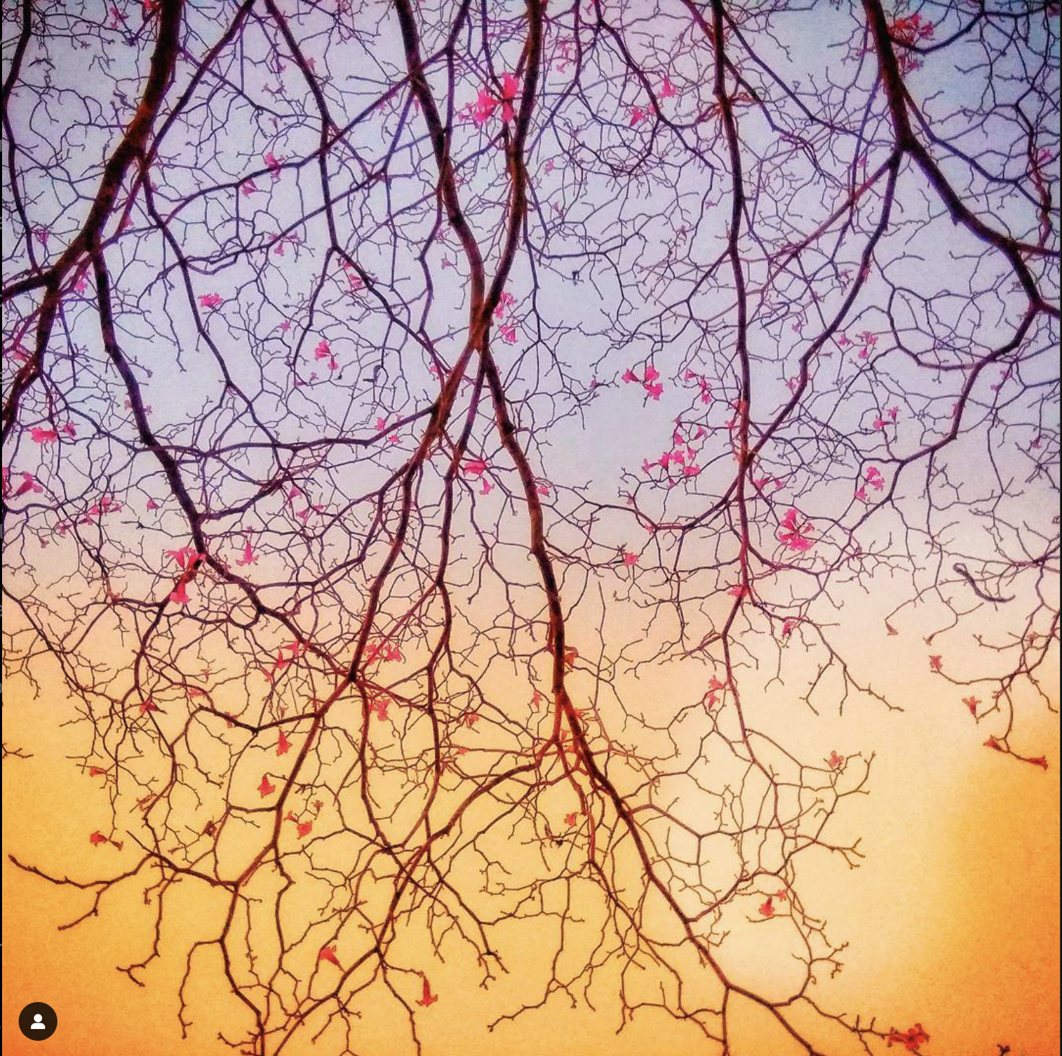 Web Design Mastery | Capturer